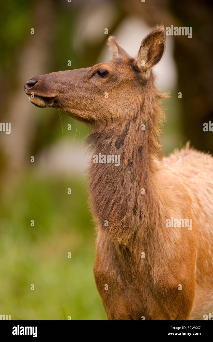 Elk redwood national park hi-res stock photography and images - Alamy