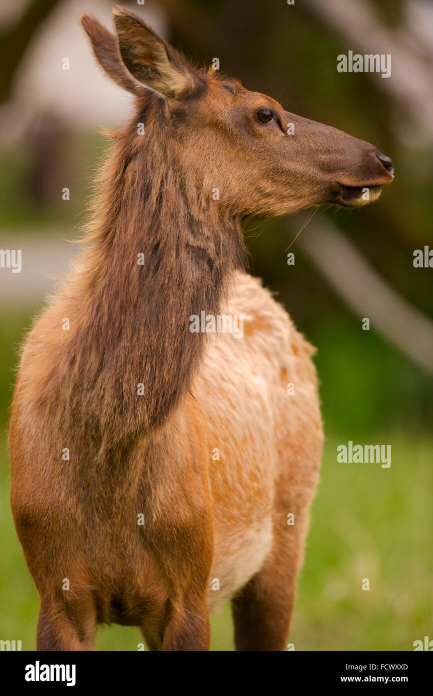 Roosevelt Elk in Redwood National Park, California Stock Photo - Alamy