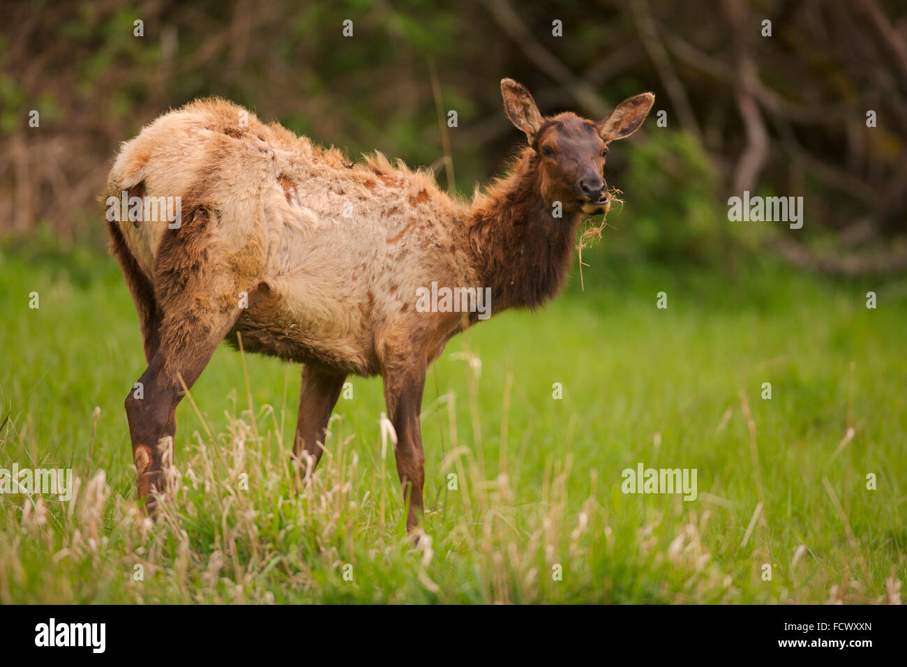 Elk Redwood National Park High Resolution Stock Photography and Images ...