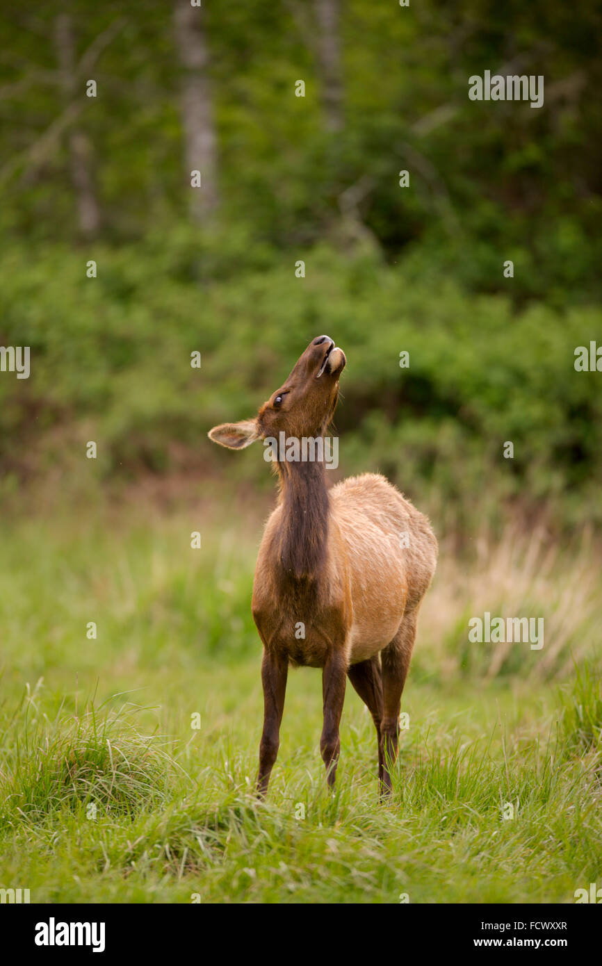 Elk Redwood National Park High Resolution Stock Photography and Images ...