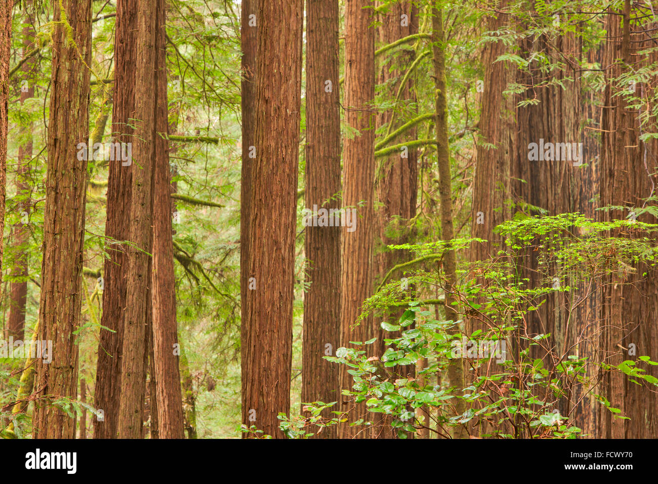 Redwood forest in Redwood National Park, California Stock Photo - Alamy