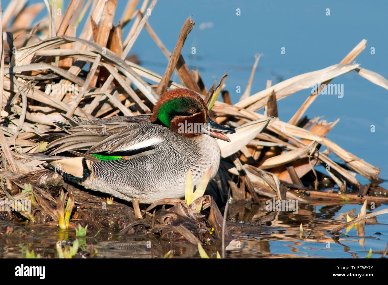 Eurasian teal anas crecca hi-res stock photography and images - Alamy