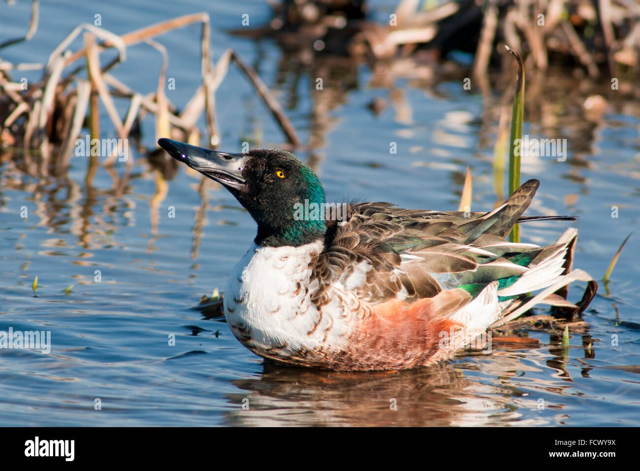 Northern shoveler duck, Spatula clypeata, horizontal portrait of a ...