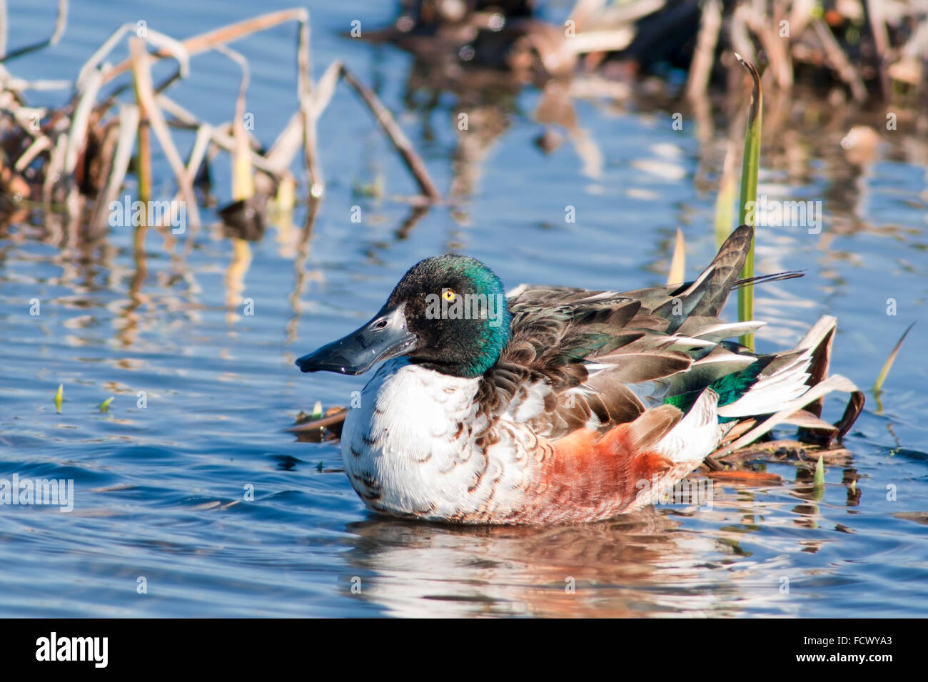 Northern shoveler duck, Spatula clypeata, horizontal portrait of a ...