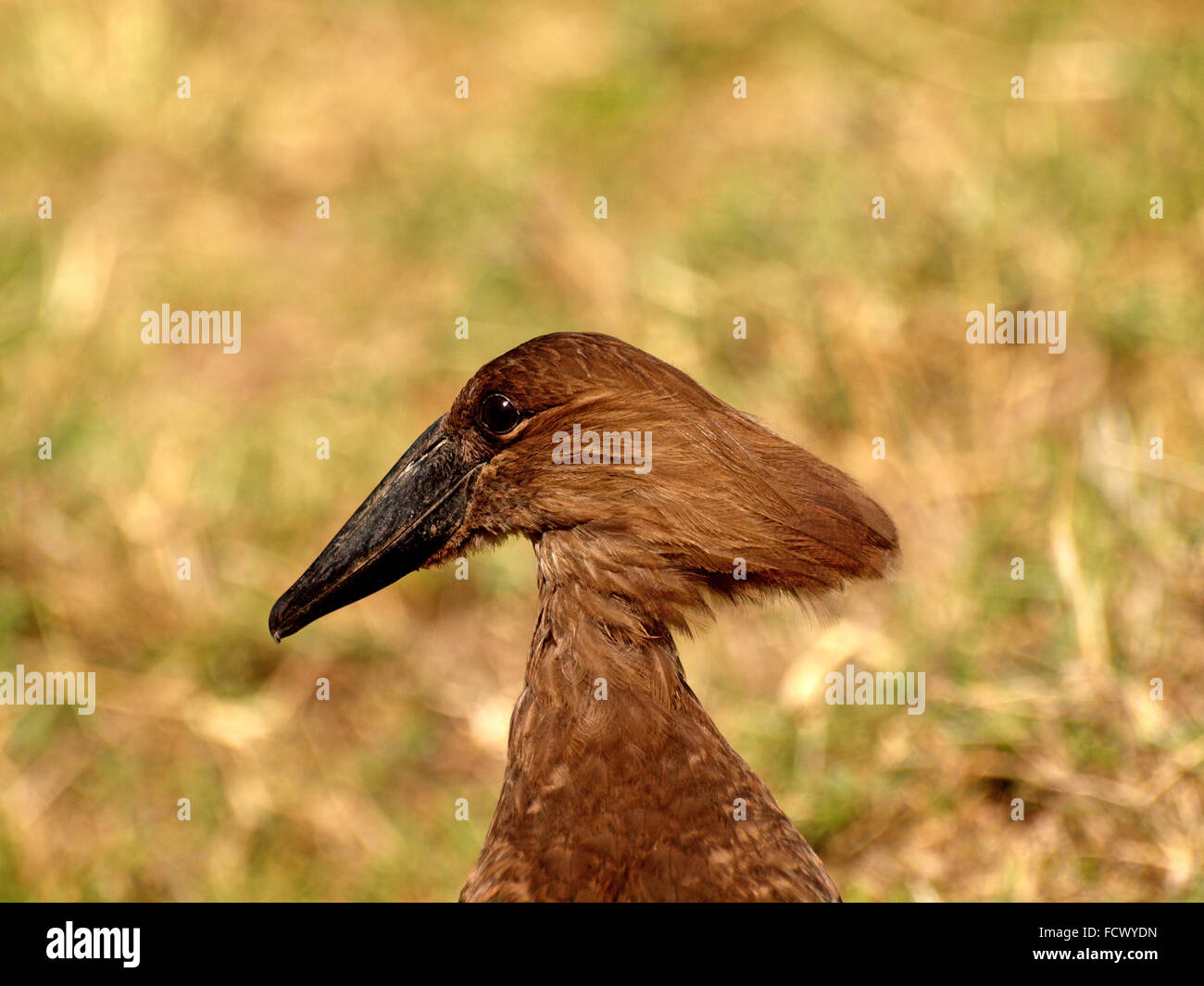 portrait of Hammerkop stork (Scopus umbretta) in good light against ...