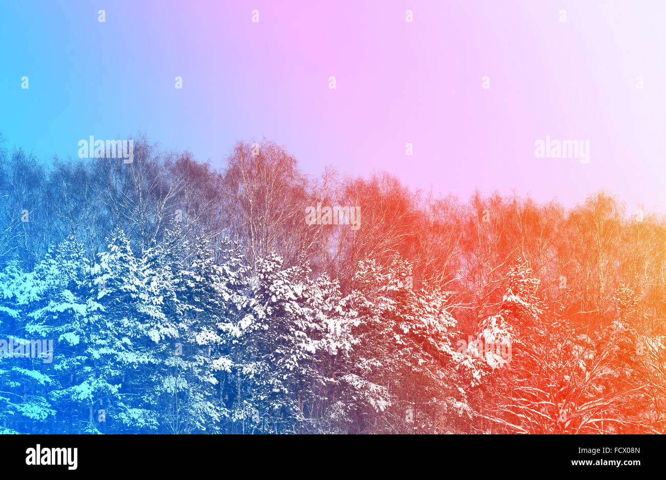 Sunset bright sun in the forest photographed close up of the tree on ...