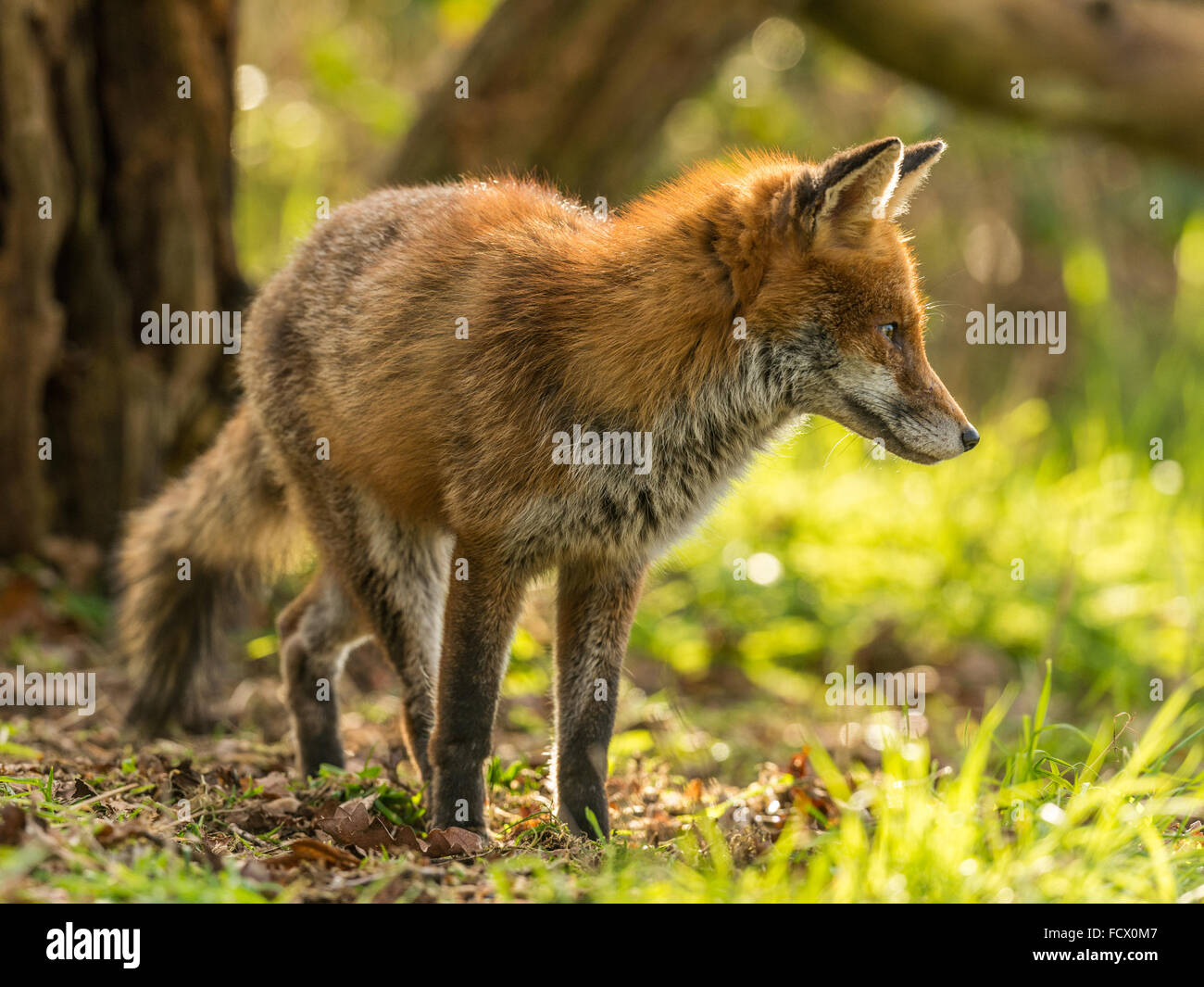 Wild Red Fox (Vulpes vulpes) scavenging in a natural woodland forest setting. Peering intently ...