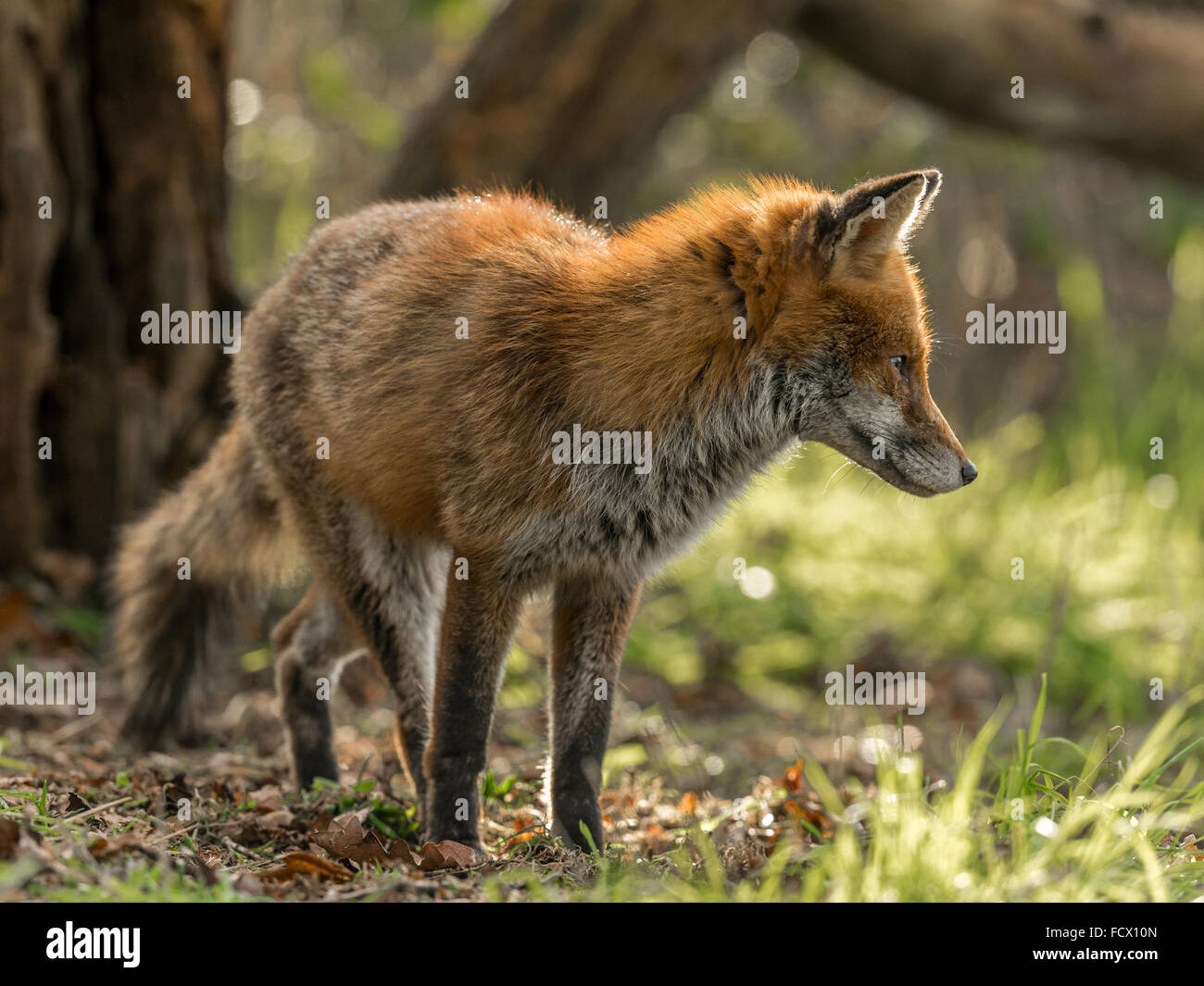Wild Red Fox (Vulpes vulpes) scavenging in a natural woodland forest setting. Peering intently ...