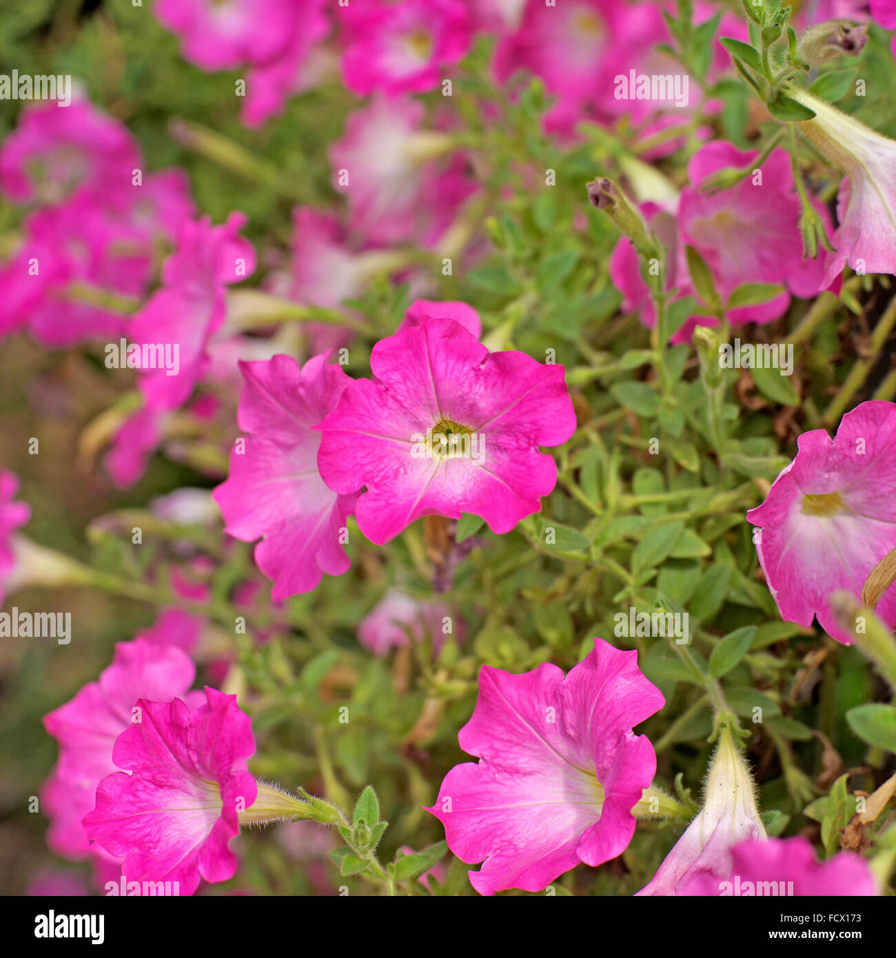 colorful of petunia flower in the garden Stock Photo - Alamy