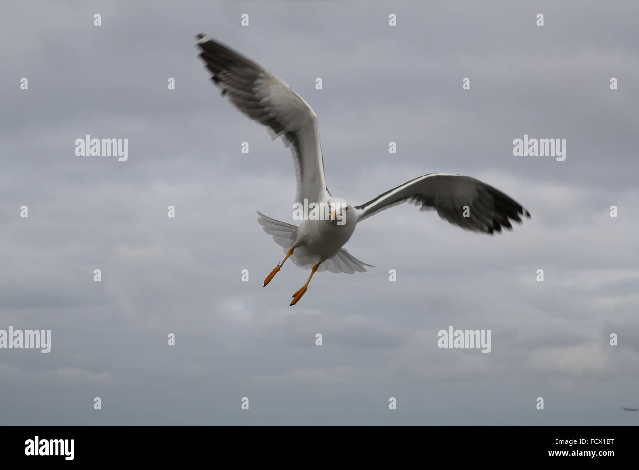 Gull with open wings hi-res stock photography and images - Alamy