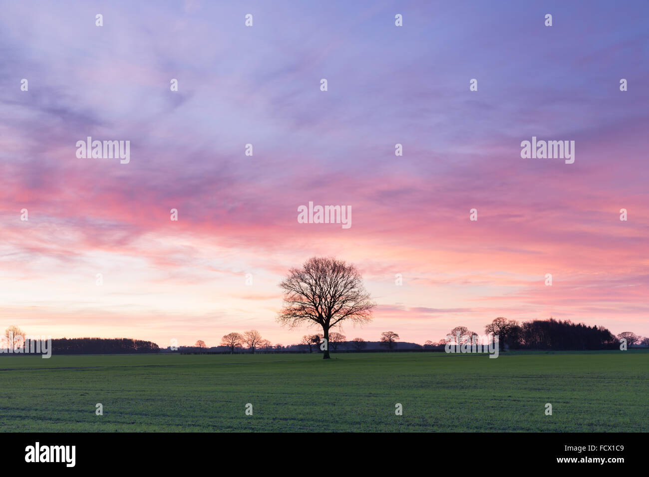 Lone tree yorkshire hi-res stock photography and images - Alamy