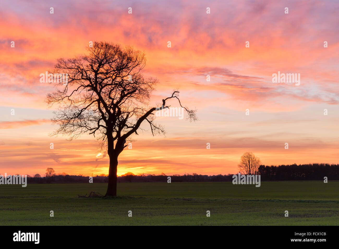 Lone tree at sunrise hi-res stock photography and images - Alamy