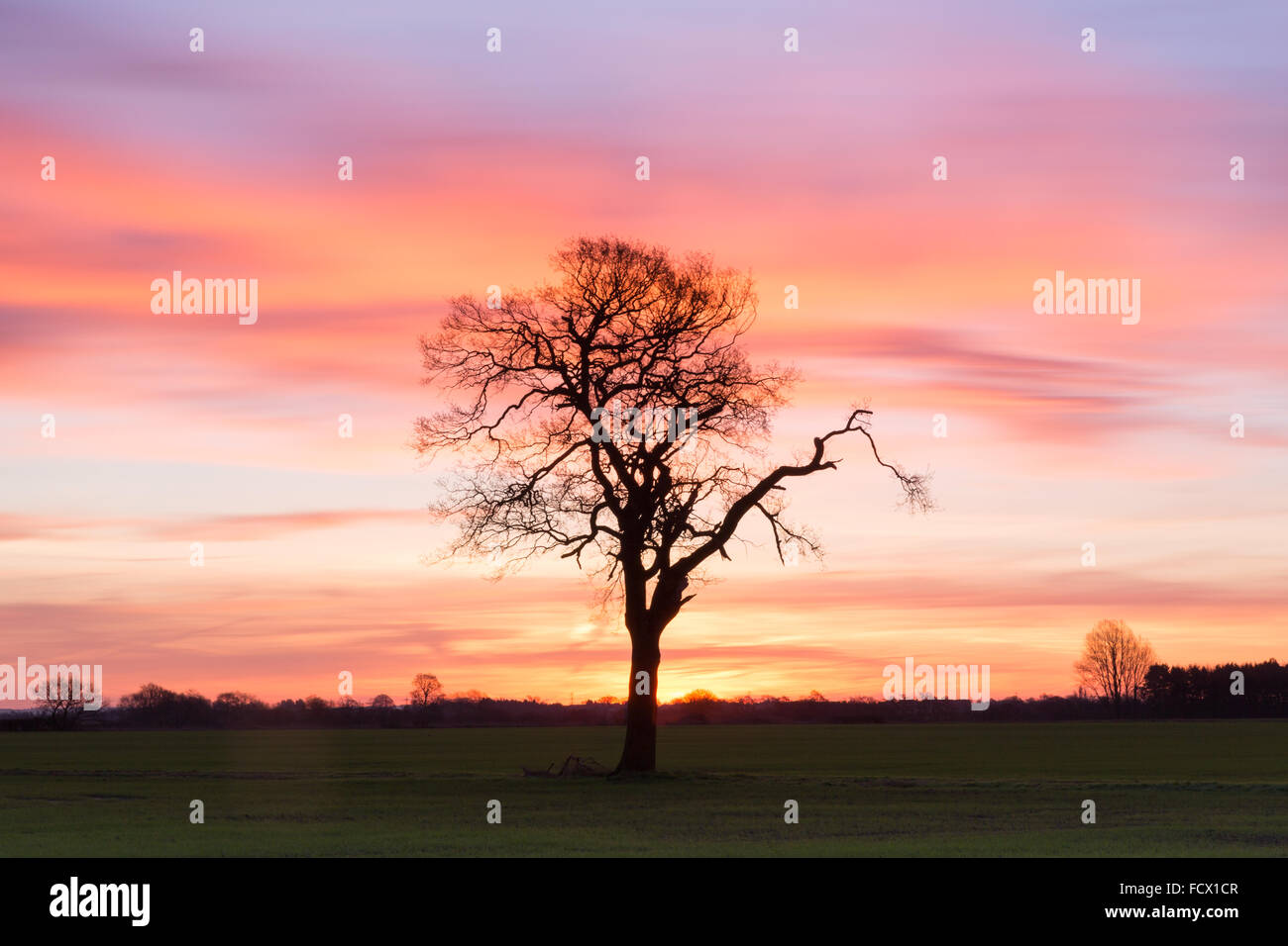 Lone tree at sunrise hi-res stock photography and images - Alamy