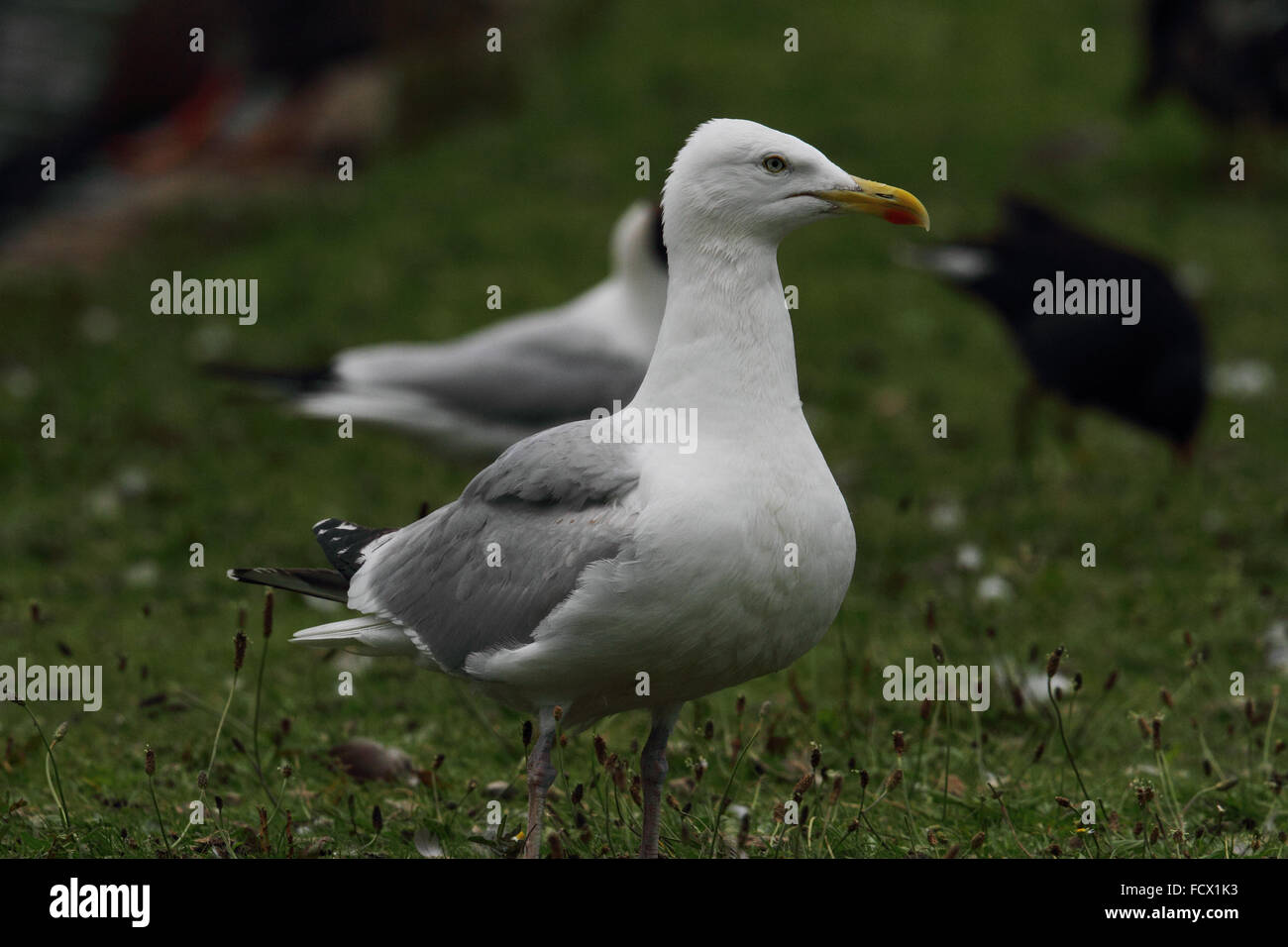 Female herring gull hi-res stock photography and images - Alamy