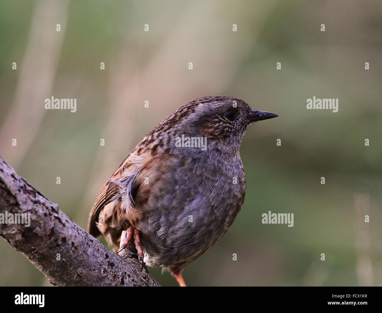Dunnock (Prunella modularis Stock Photo - Alamy