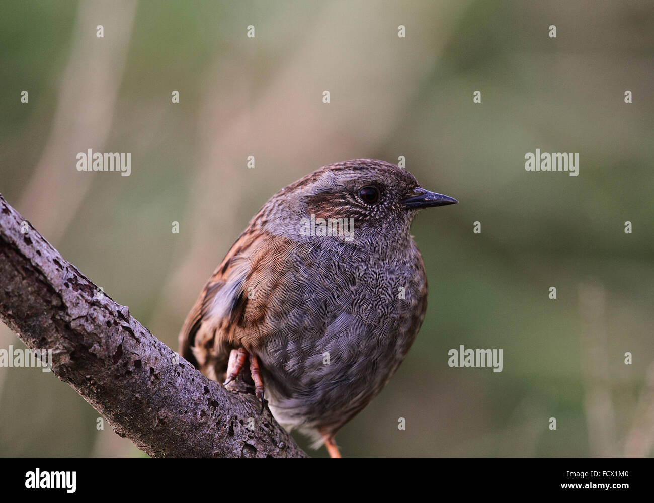 Dunnock (Prunella modularis Stock Photo - Alamy