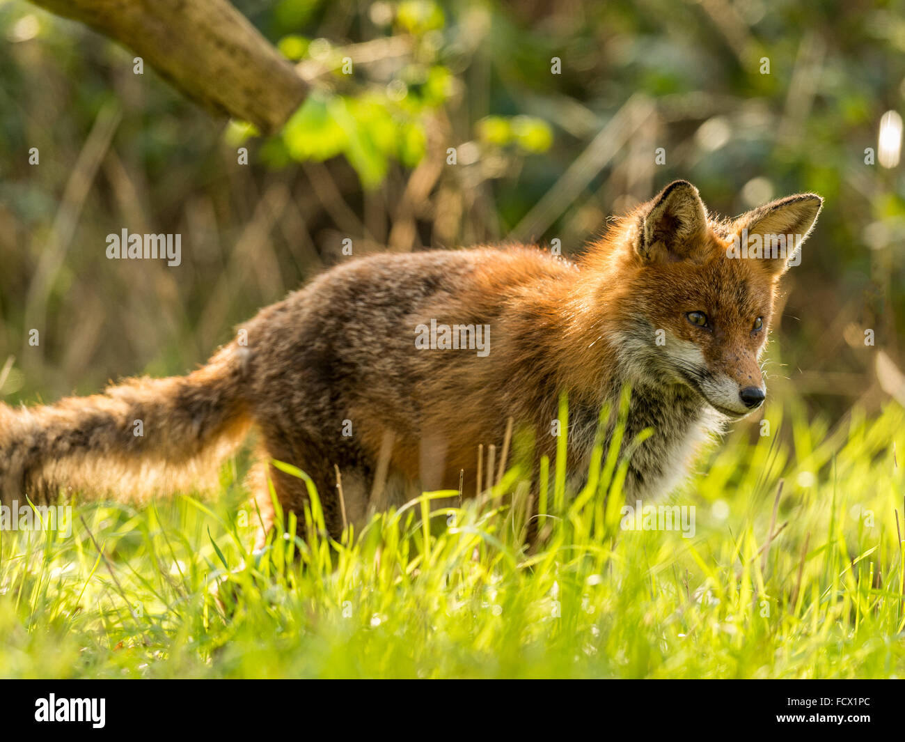 Wild Red Fox (Vulpes vulpes) scavenging in a natural woodland forest ...