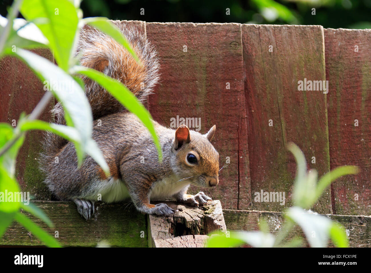 Grey squirrel uk garden hi-res stock photography and images - Alamy
