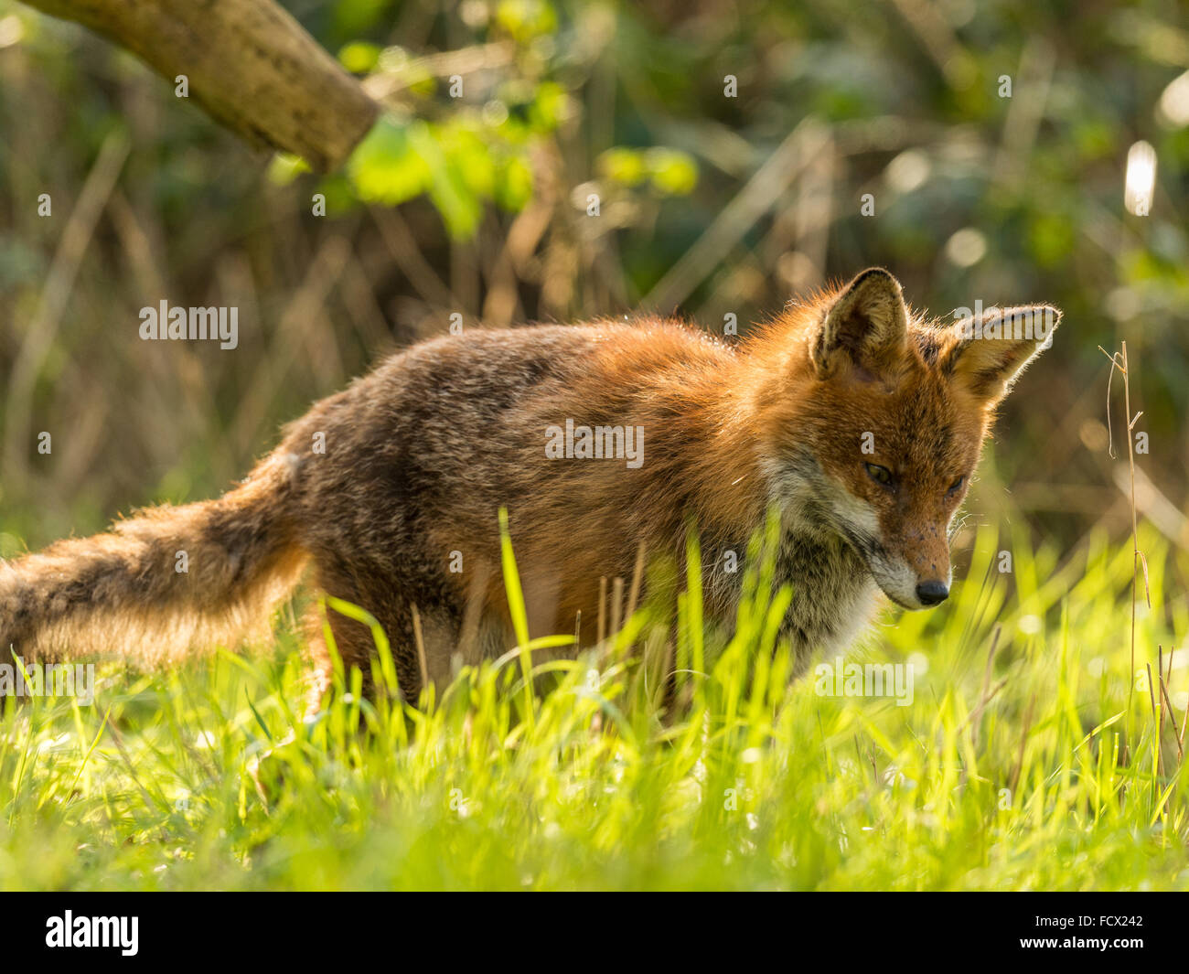 Wild Red Fox (Vulpes vulpes) scavenging in a natural woodland forest setting. Peering intently ...