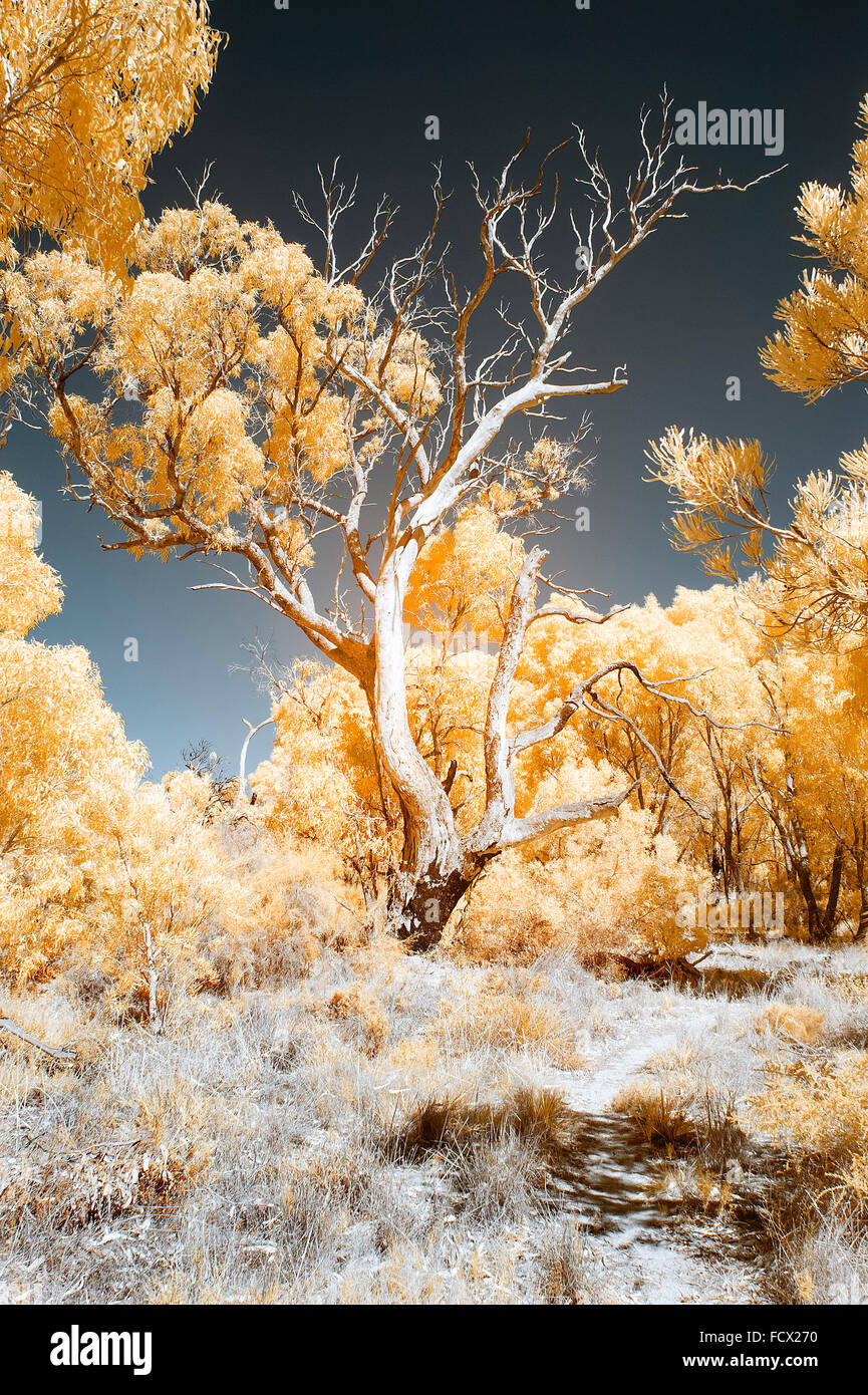 Large Tree in Star Swamp Nature Reserve Stock Photo - Alamy