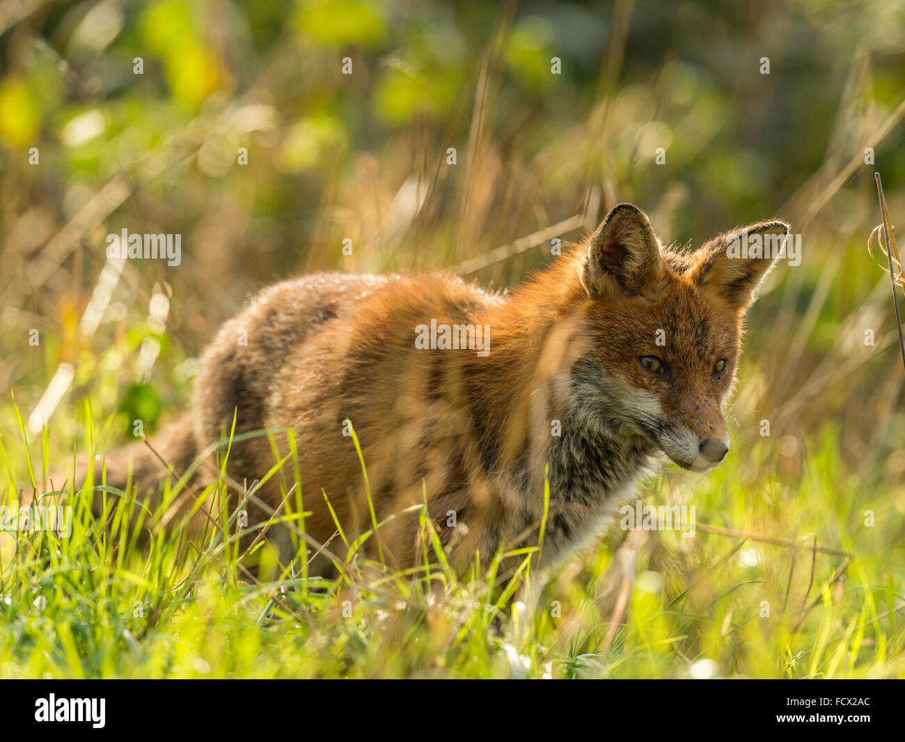 Wild Red Fox (Vulpes vulpes) scavenging in a natural woodland forest setting. Peering intently ...
