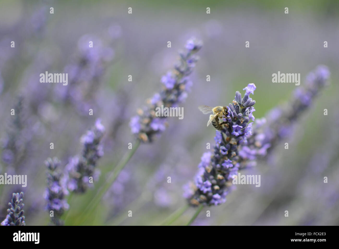 Bee on a lavender hi-res stock photography and images - Alamy