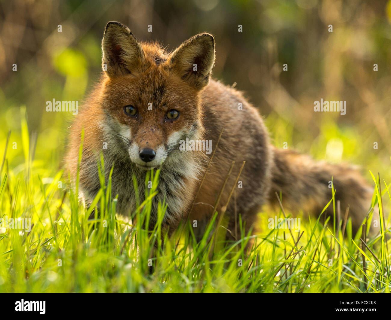 Wild Red Fox (Vulpes vulpes) scavenging in a natural woodland forest setting. Peering intently ...