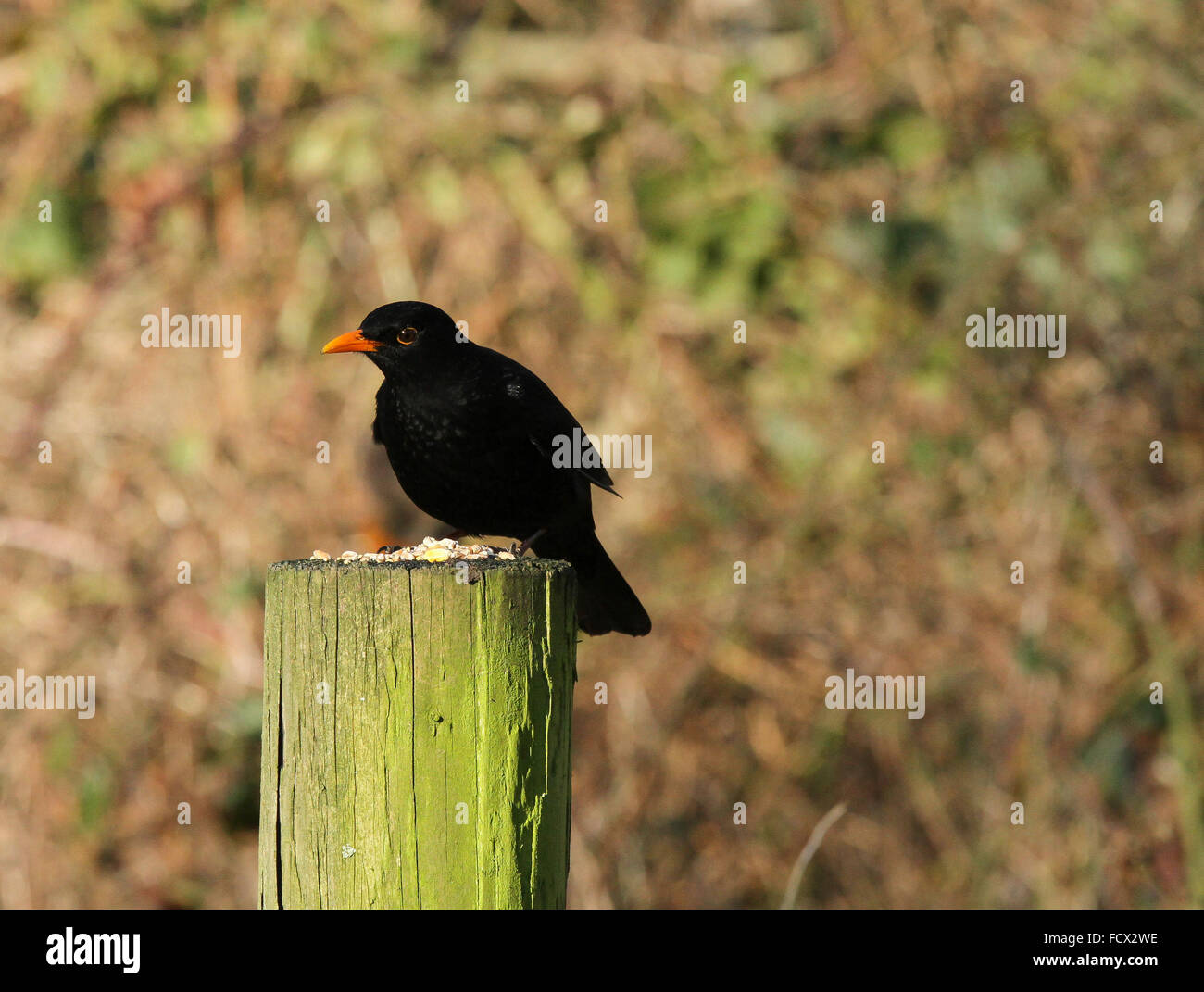 Blackbird eating bird seed in uk hi-res stock photography and images ...