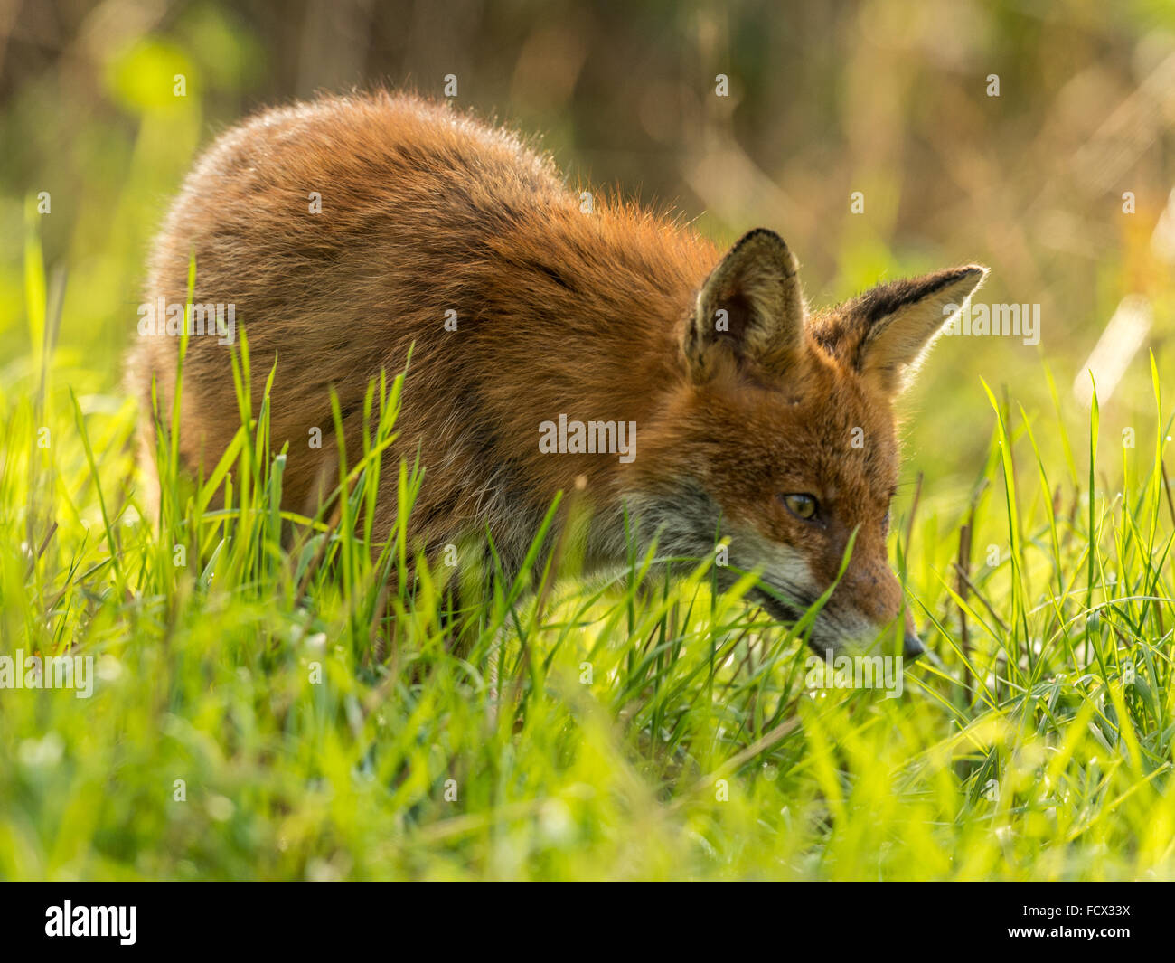 Wild Red Fox (Vulpes vulpes) scavenging in a natural woodland forest setting. Peering intently ...
