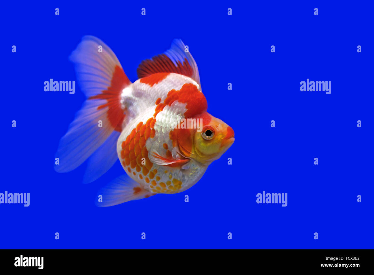 beautiful goldfish in the aquarium Stock Photo - Alamy