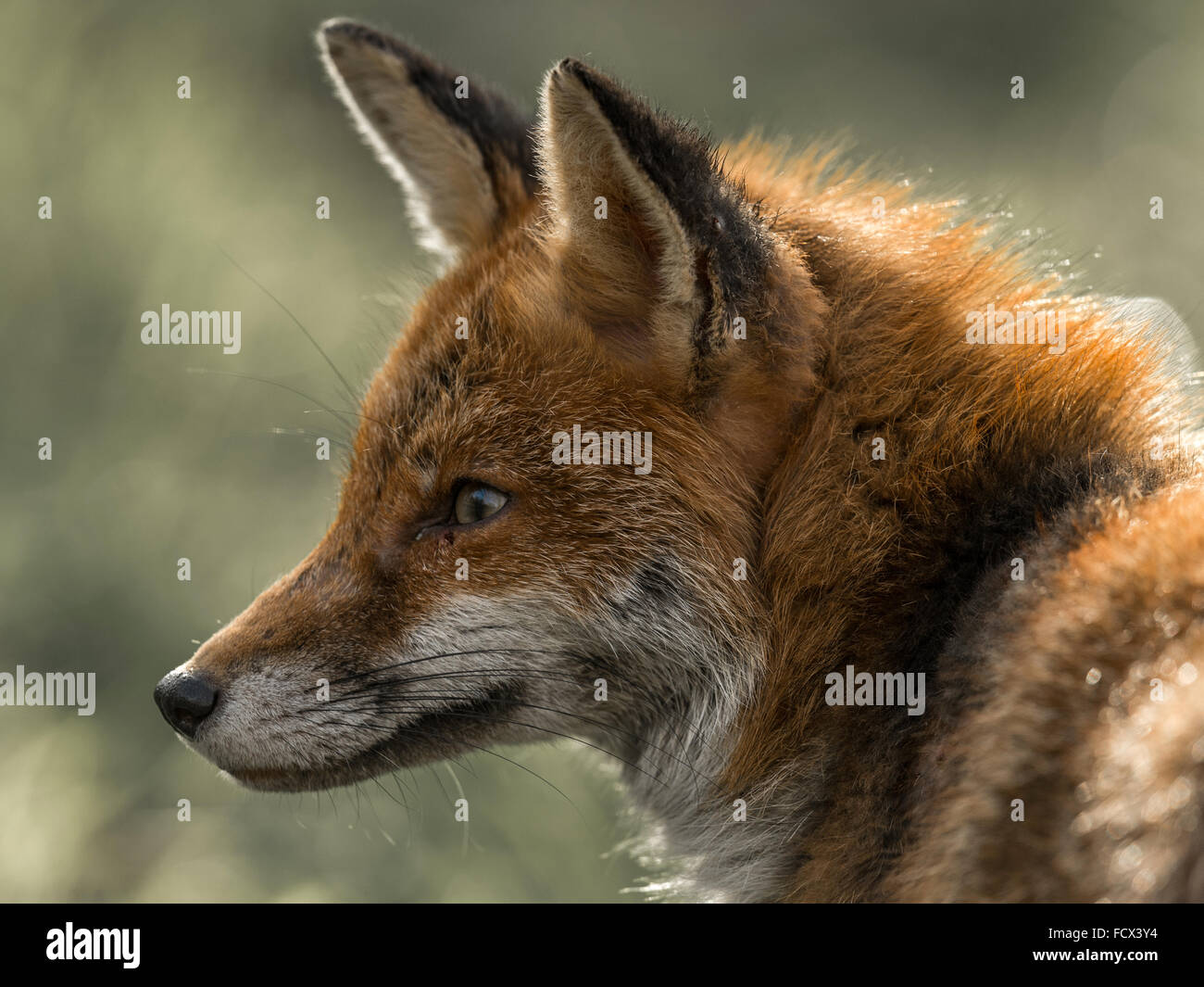 Wild Red Fox (Vulpes vulpes) scavenging in a natural woodland forest setting. Peering intently ...