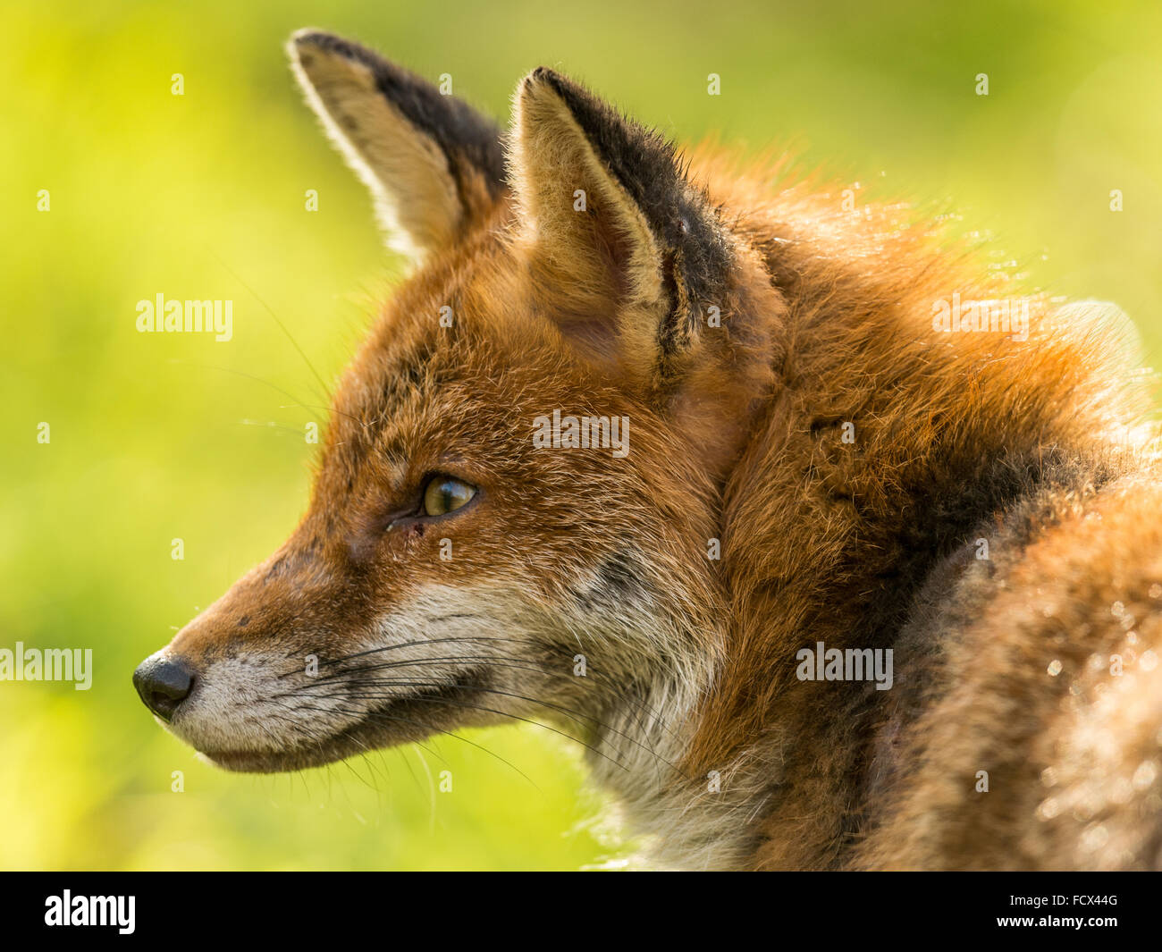 Wild Red Fox (Vulpes vulpes) scavenging in a natural woodland forest setting. Peering intently ...