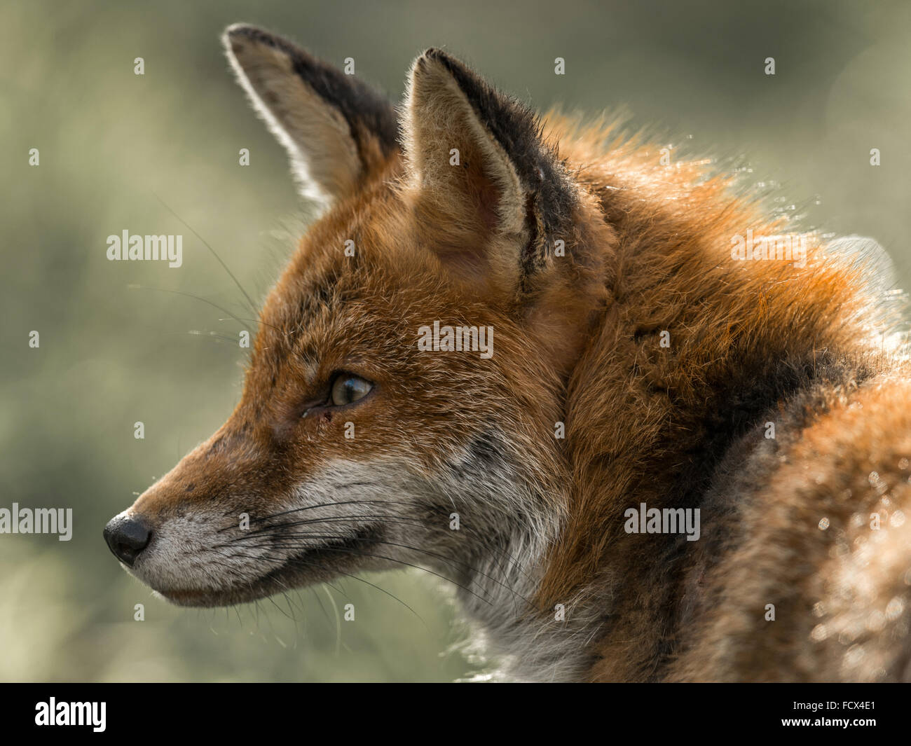 Red fox animal wild animal in the forest hi-res stock photography and ...