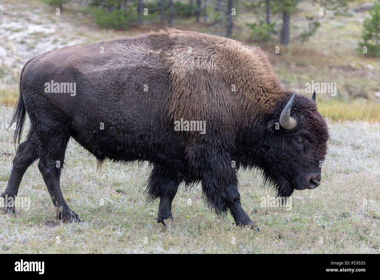 American bison yellow grass hi-res stock photography and images - Alamy