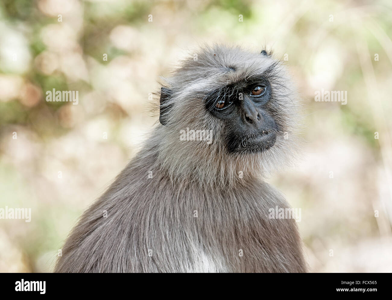 Grey lemur in India Stock Photo - Alamy