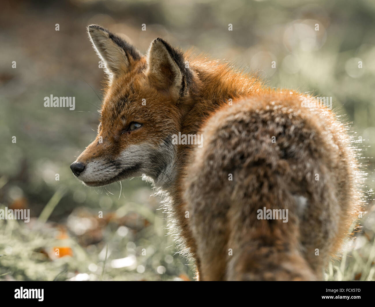Wild Red Fox (Vulpes vulpes) scavenging in a natural woodland forest setting. Peering intently ...