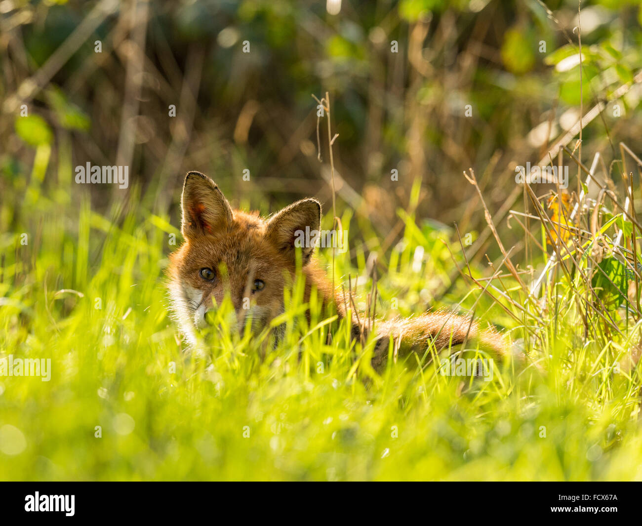 Wild Red Fox (Vulpes vulpes) scavenging in a natural woodland forest setting. Peering intently ...