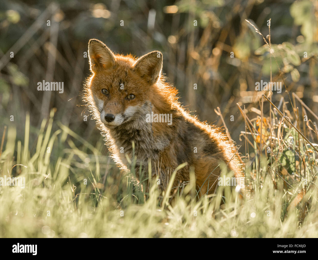 Wild Red Fox (Vulpes vulpes) scavenging in a natural woodland forest setting. Peering intently ...