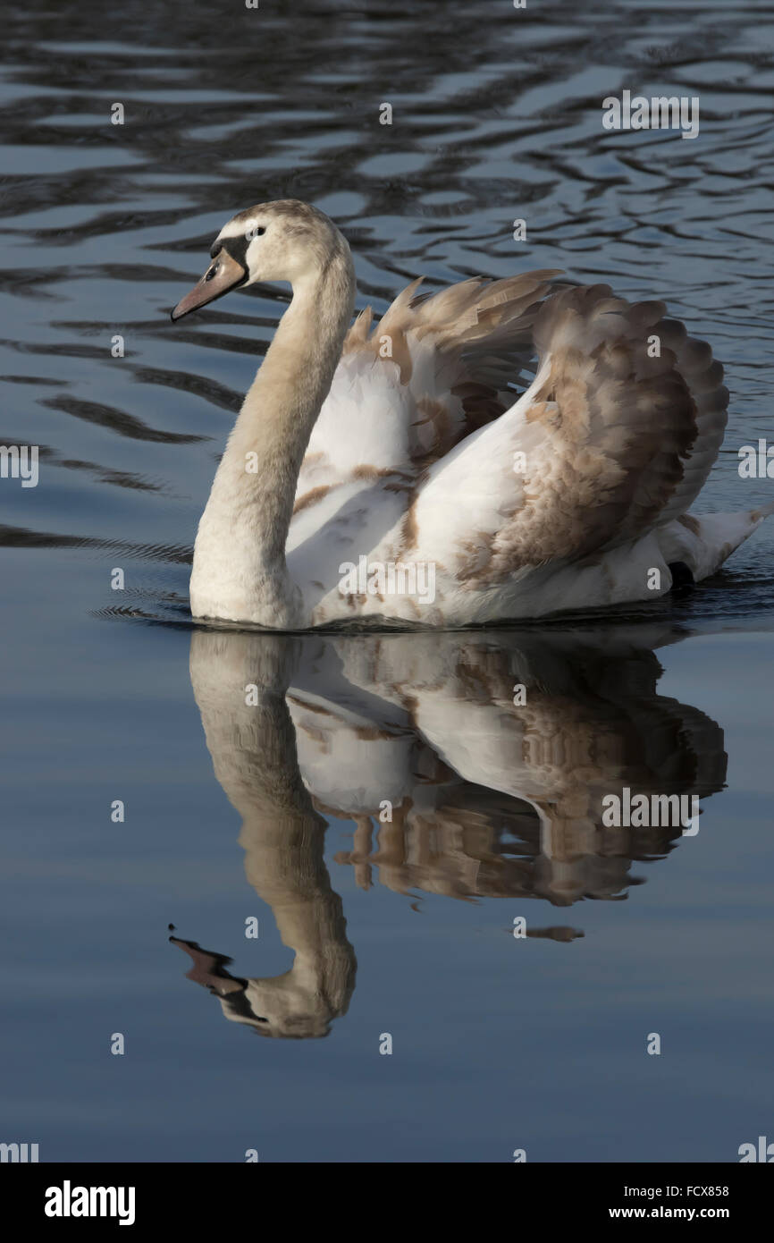 Female swan cob in winter hi-res stock photography and images - Alamy