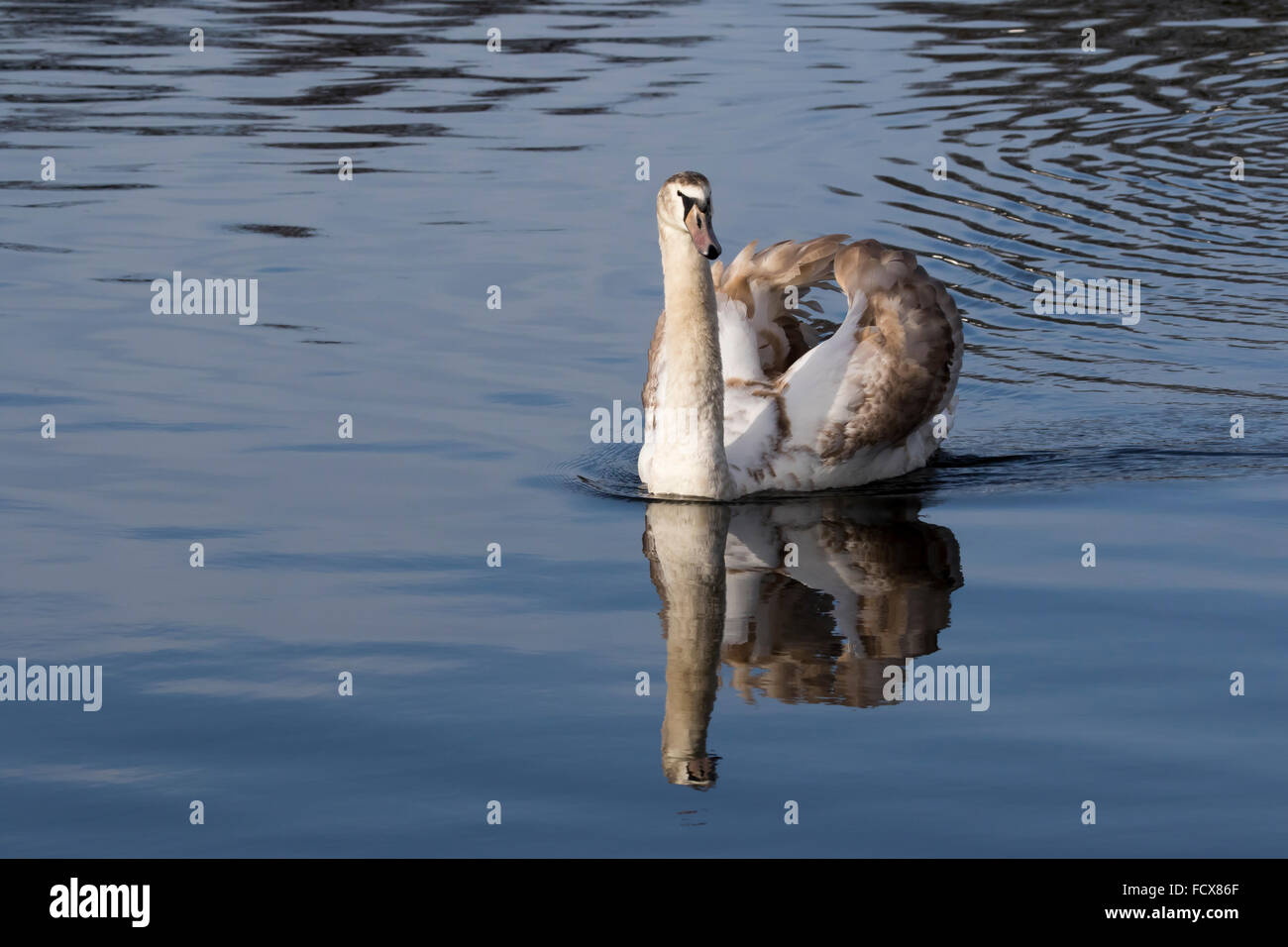 Female swan cob in winter hi-res stock photography and images - Alamy