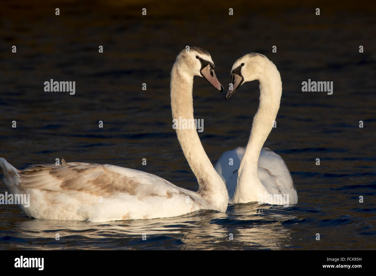 Male mute swan walking hi-res stock photography and images - Alamy