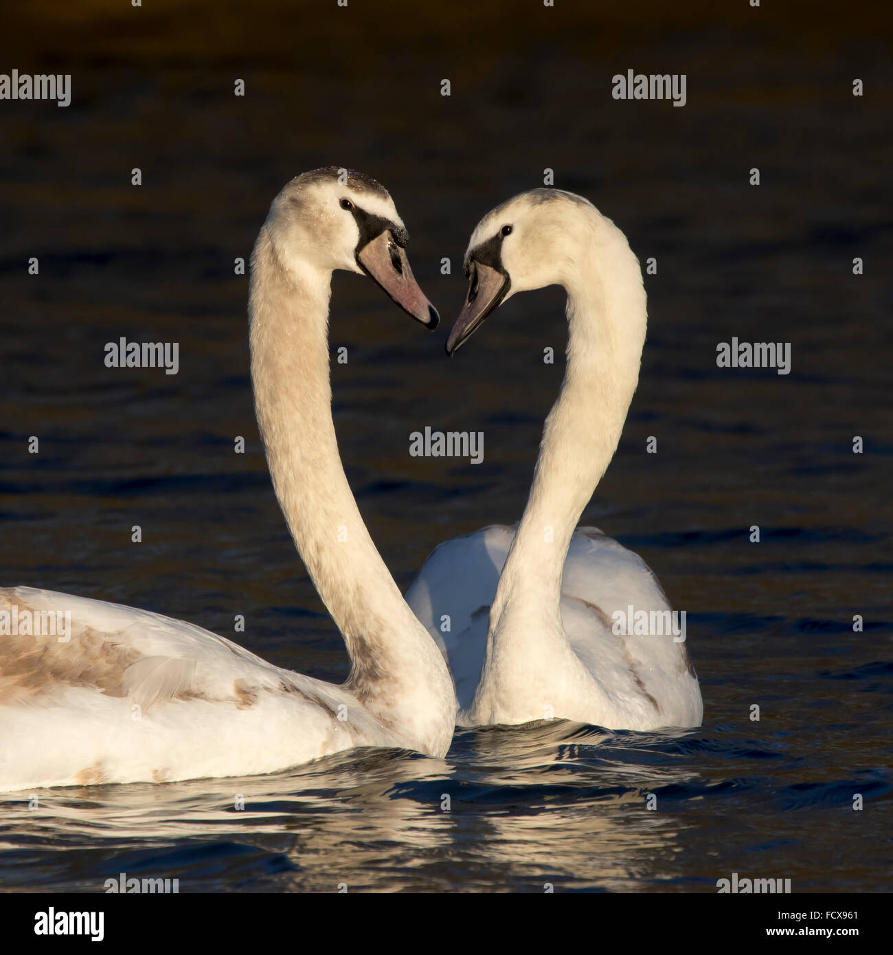 Female swan cob in winter hi-res stock photography and images - Alamy