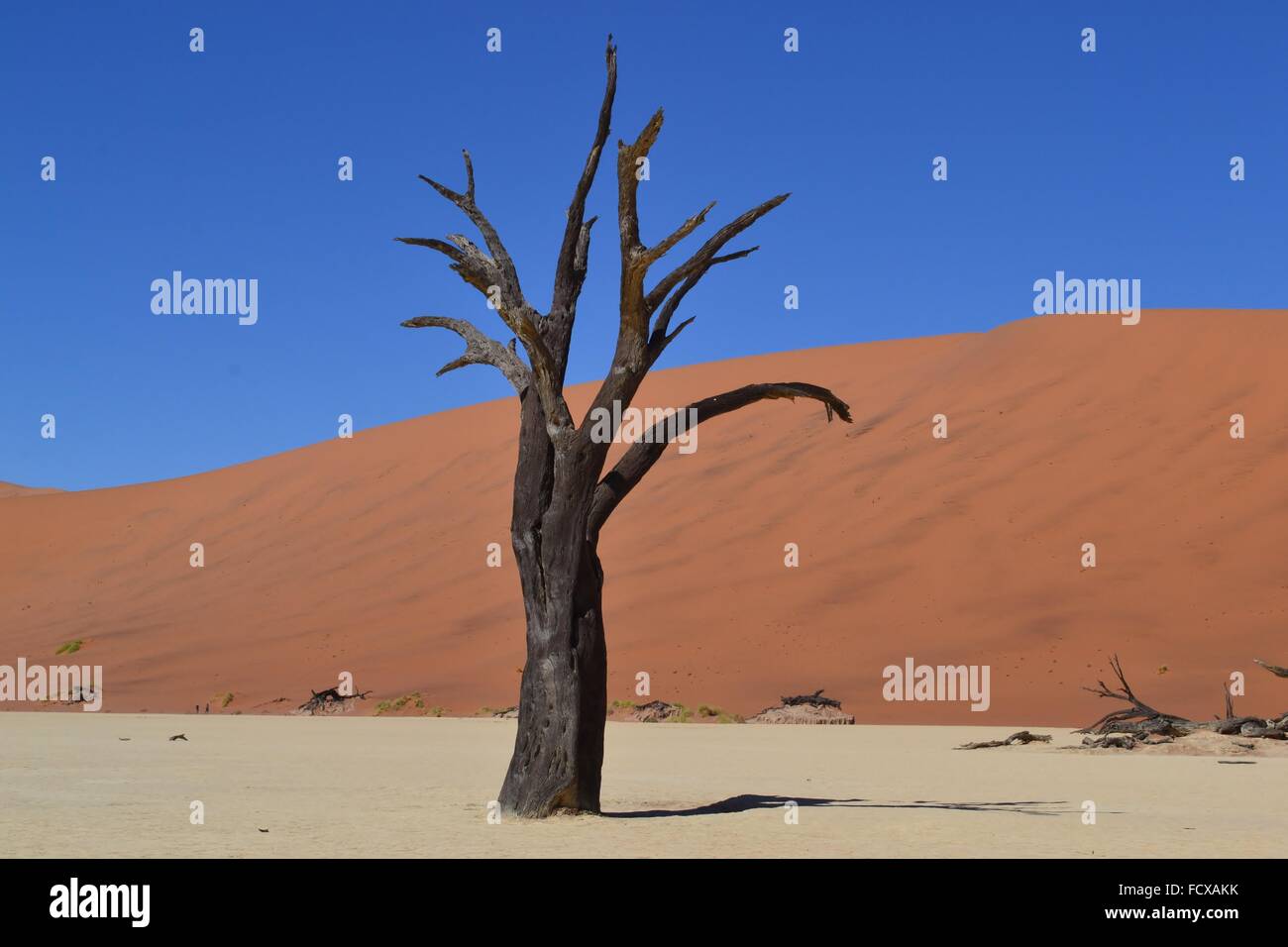 Scary dead tree hi-res stock photography and images - Alamy