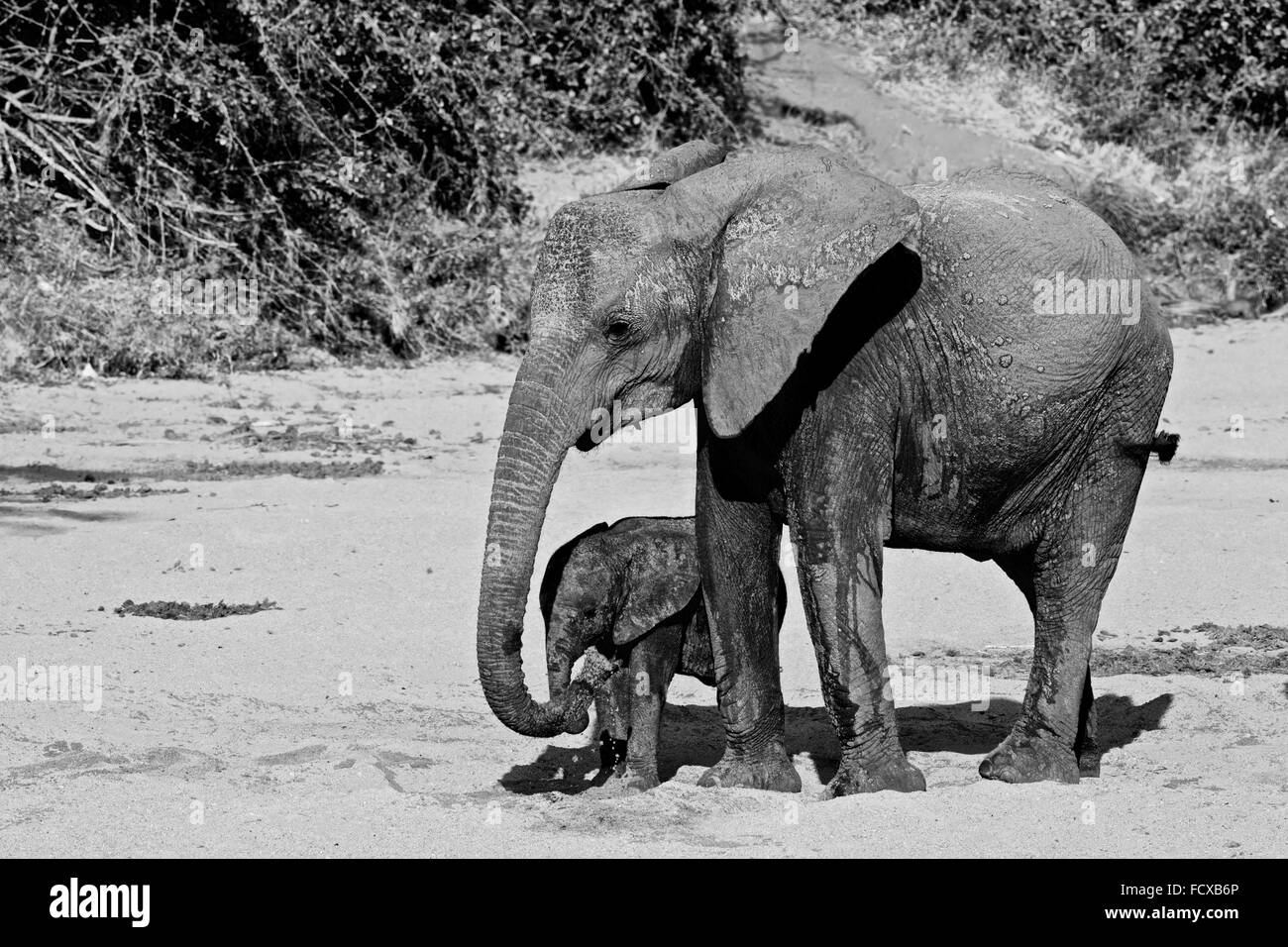 Boodie Black and White Stock Photos & Images - Alamy