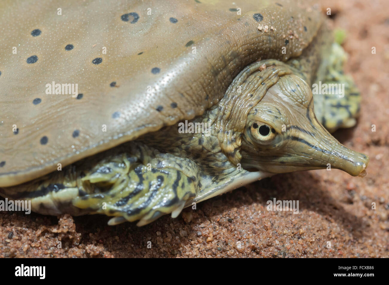 Spiny softshell (soft shell) turtle, Apalone spinifera, native to North ...
