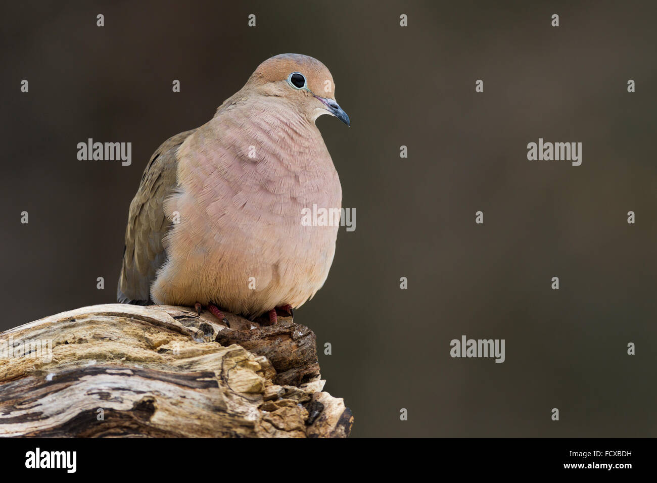 A mourning dove perched on a log Stock Photo - Alamy