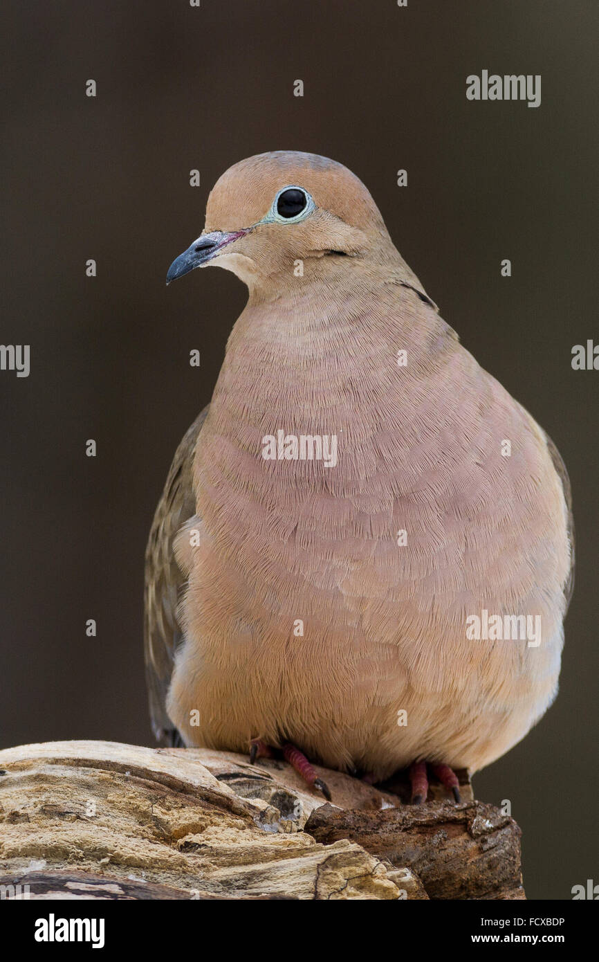 Mourning doves hi-res stock photography and images - Alamy