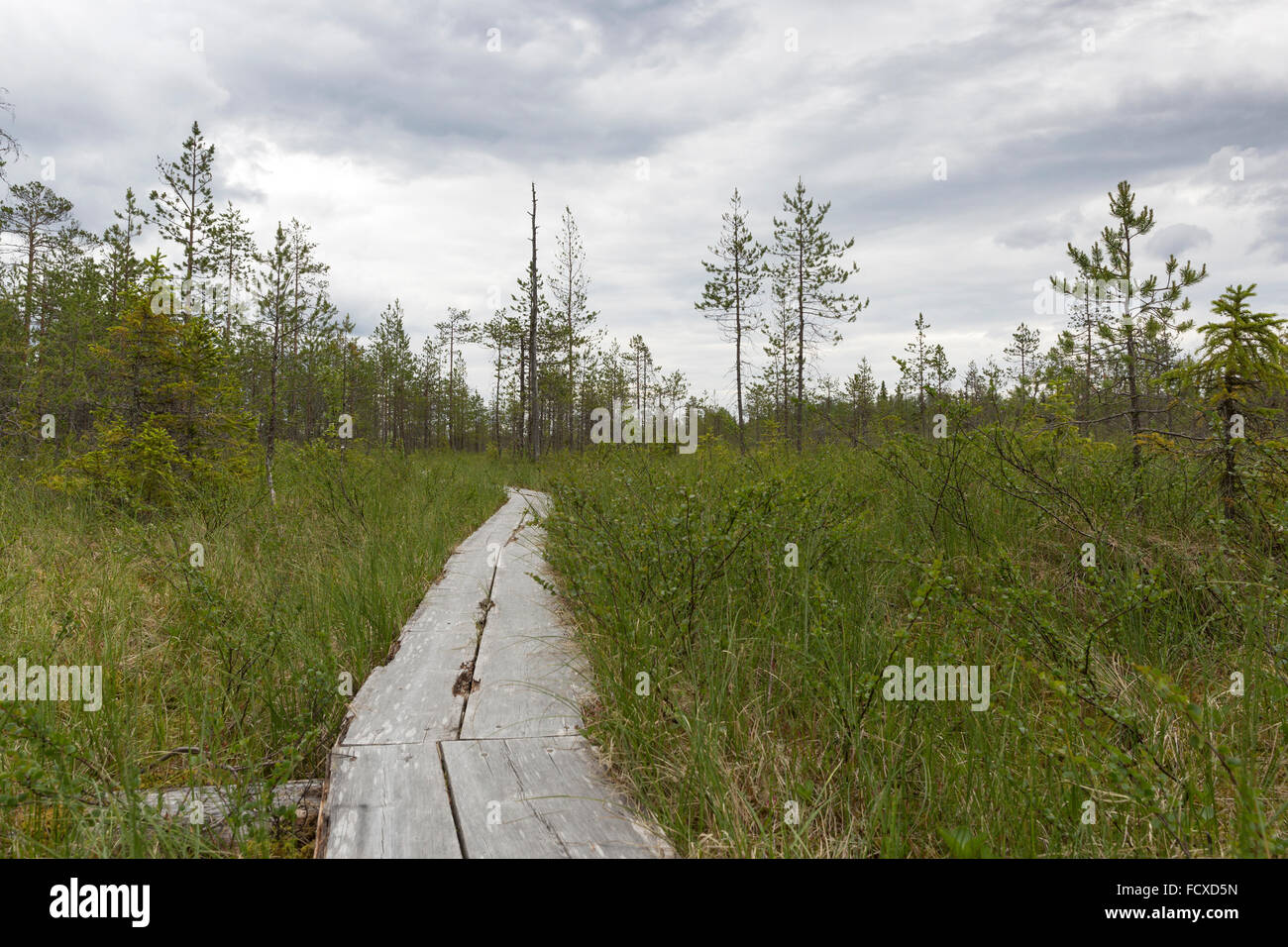 An aapa mire nature trail through the marsh and woods of the Arctic ...