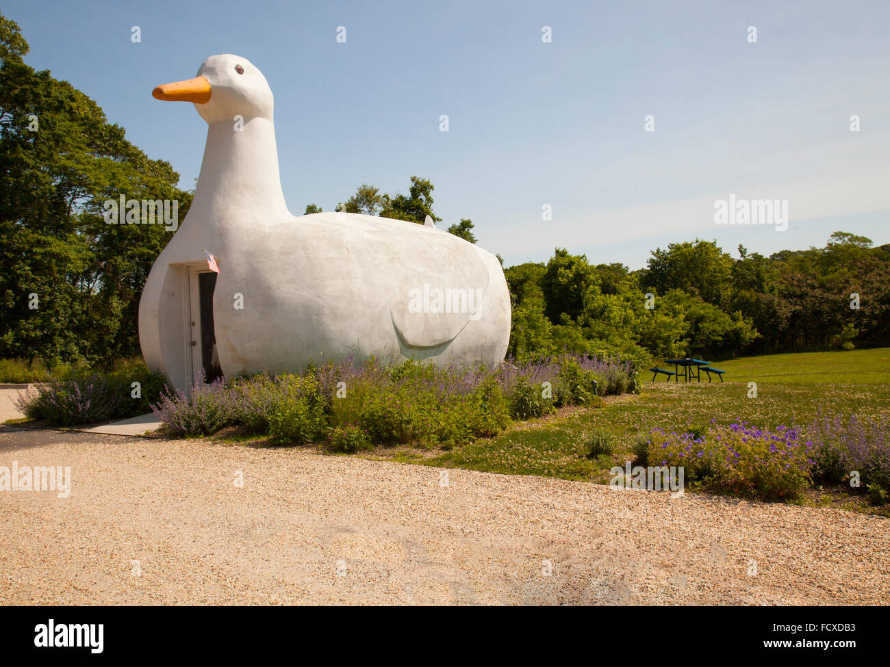 Big duck flanders hi-res stock photography and images - Alamy