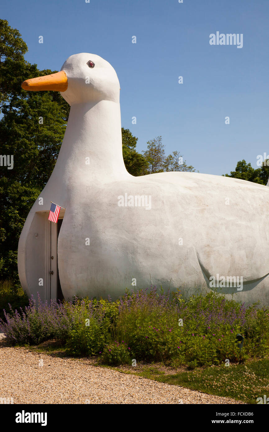 Big duck flanders hi-res stock photography and images - Alamy